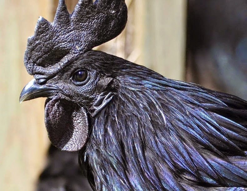 The Flying Tortoise: The Beautiful All Black Ayam Cemani. It's Known As ...